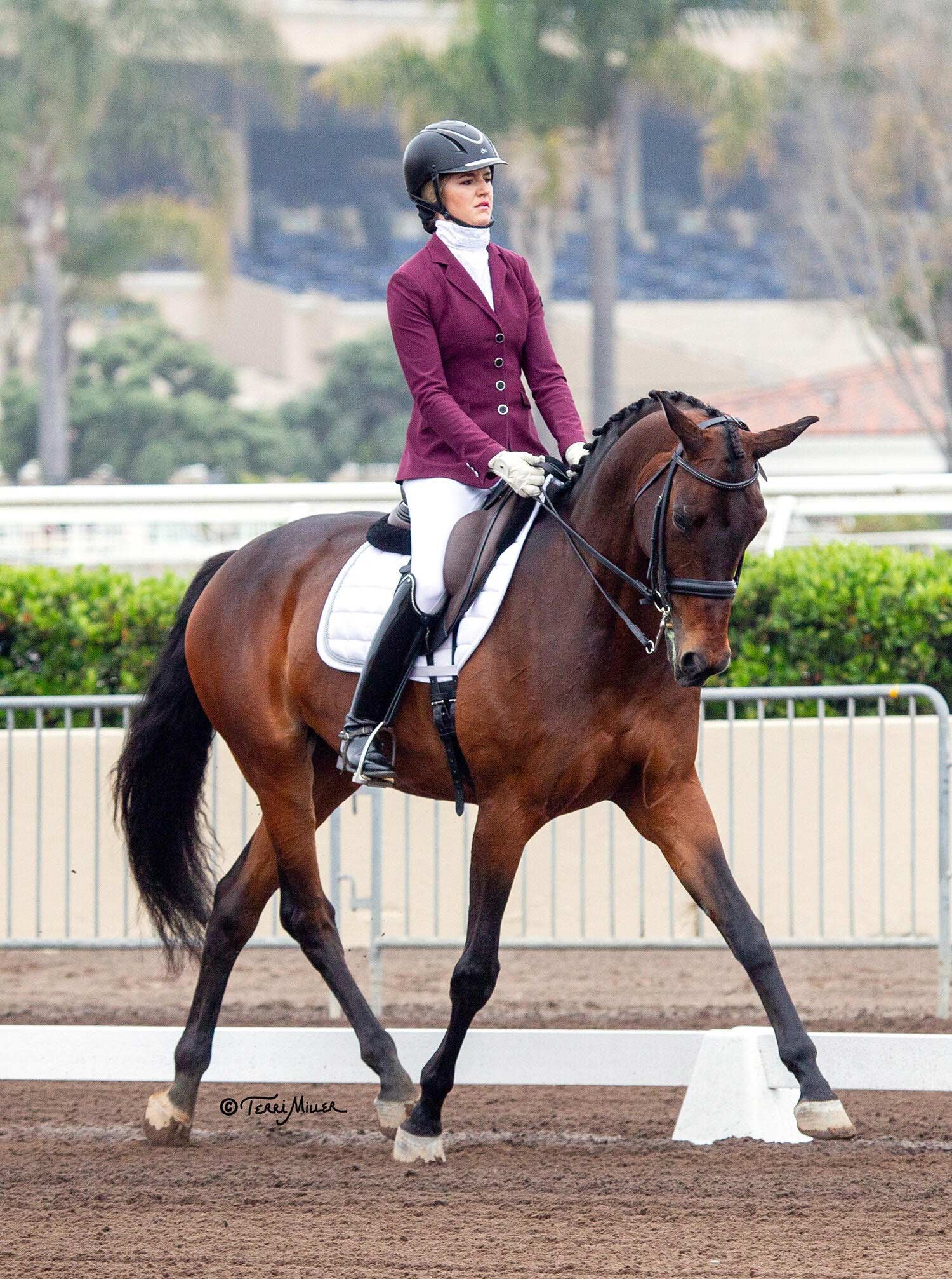 Bandalero Ranch the State-of-the-Art Reproduction, Rehabilitation and ...